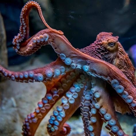 9 Giant Pacific Octopus Facts That Will Blow Your Mind Artofit