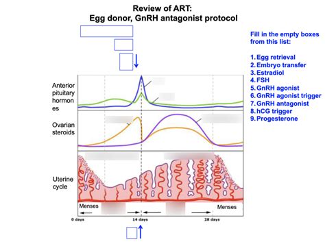 Egg Donor Gnrh Agonist Protocol Diagram Quizlet