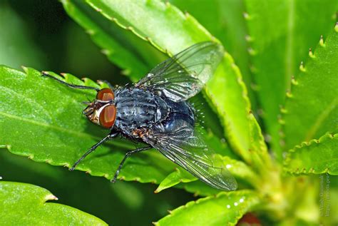 Photo 96383 Calliphora Sp