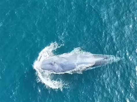 World Rarest Whale Worlds Rarest All White Omuras Whale Spotted Off