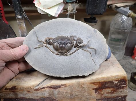 Rbs Fossil Crab Prep Thread Page 11 Fossil Preparation The