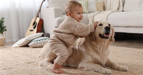 Le Thème Des Chiens Avec Les 0 à 36 Mois Educatout