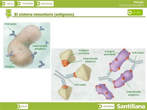 INICIO ESQUEMA Biologa El Proceso Inmunitario RECURSOS