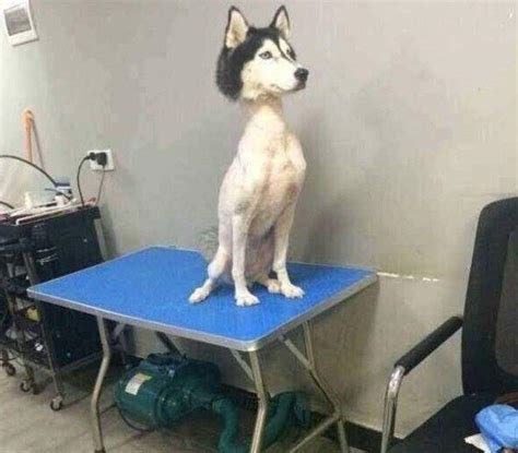Foto De Husky Siberiano Tosado Divide Opiniões E Viraliza Na Web