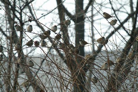참새나무 1 Passer Montanus Tree Sparrows Display Full Image