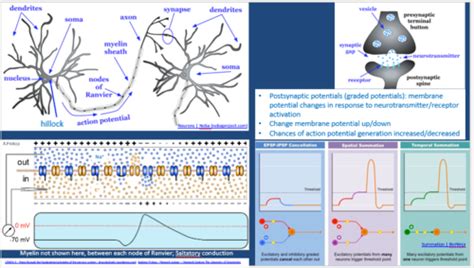 Electroencephalogram Eeg And Visual Evoked Potential Vep Flashcards Quizlet