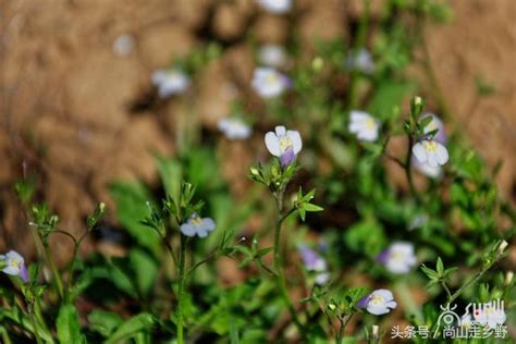 農村這常見小草開花時如此雅致卻竟有那麼多癩名 每日頭條