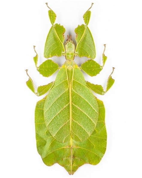 Phyllium Pulchrifolium For Sale Richards Inverts