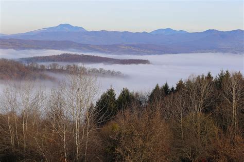 Pădurea Codrișor Reteaua Pentru Natura Urbana