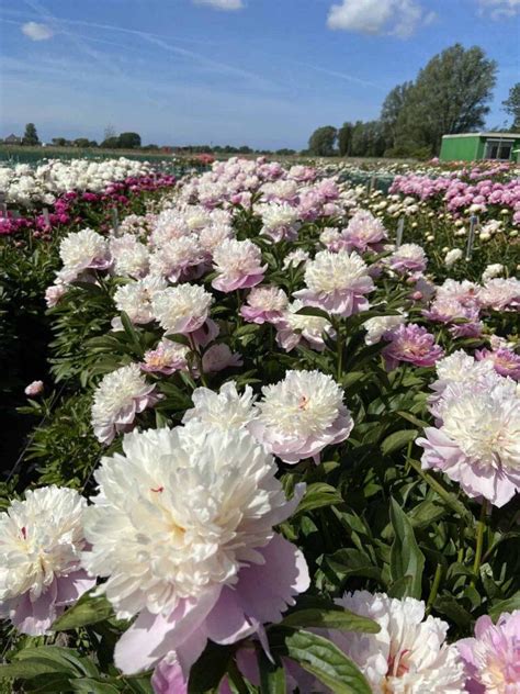 Peony Sorbet Late Green Works Specialist In Peonies