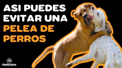 Consejos Para Separar A Dos Perros Que Est N Peleando Youtube