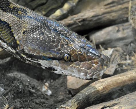 Reticulated Python Liger 77 R Lewis Flickr