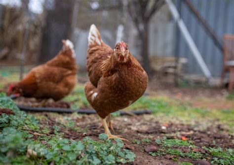13 Sex Link Autosexing Chickens No More Surprise Roosters