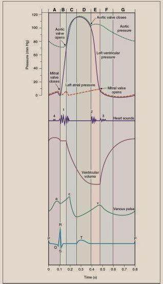 Cardiac Cycle And Relationships Between Cardiac Output And Venous
