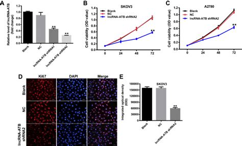 Lncrna Atb Silencing Inhibited The Proliferation Of Ovarian Cells A