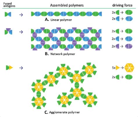 Proteins Are Polymers Constructed From At Sofia Gellatly Blog