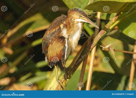 Least Bittern Ixobrychus Exilis Stock Image Image Of Organism Florida 61605875