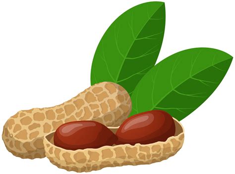 Peanut Clip Art