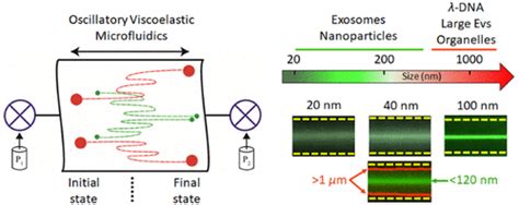 Oscillatory Viscoelastic Microfluidics For Efficient Focusing And Separation Of Nanoscale