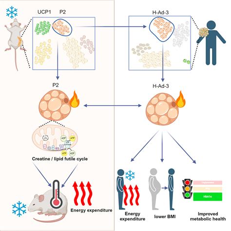Single Nucleus Transcriptomics Identifies New Classes Of Fat Cells