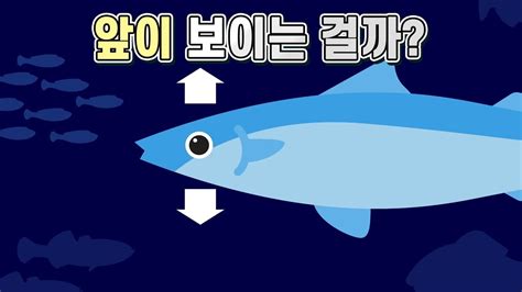 물고기의 눈은 옆에 있는데 어떻게 앞을 보는 것일까 Youtube