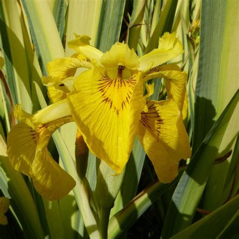 Buy Iris Pseudacorus Variegata Variegated Flag Iris Iris Pseudacorus