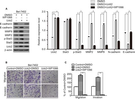Uridine Cytidine Kinase 2 Promotes Metastasis Of Hepatocellular Carcin