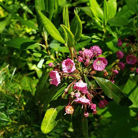 Sheep Laurel Kalmia Angustifolia [ericaceae] Western Carolina