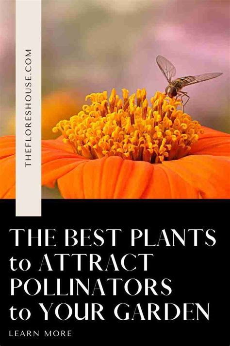 Attract Pollinators To Your Garden With These Plants