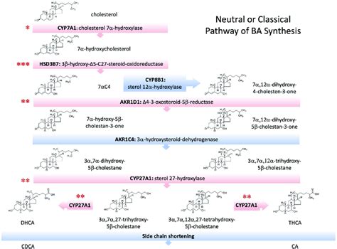 Enzymes Involved In The Main Neutral Or Classical Pathway Of Bile