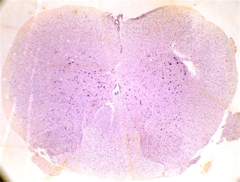 Atlas De Histologia Tecido Nervoso