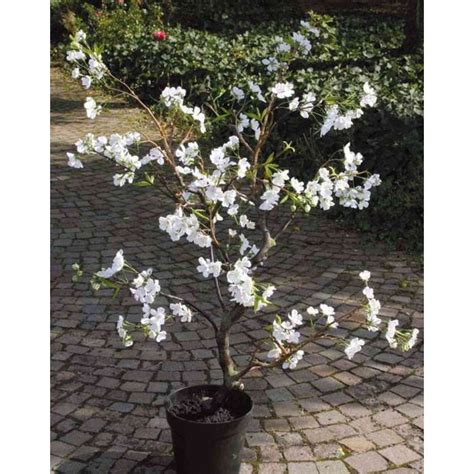 Artificial Pear Tree Elmine Artificial Stem Flowers White Light Pink