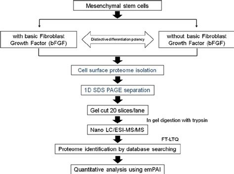 The Experimental Method For Identification Of Surface Proteins By Download Scientific Diagram