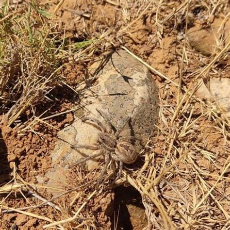Tarantula Wolf Spider Lycosa Tarantula Insect Identification Guide