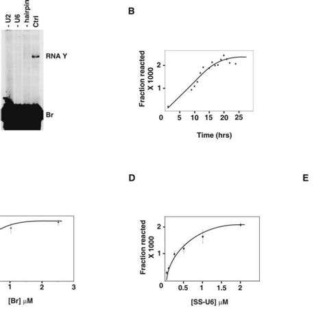 Rna Y Locations Of Br Ss U6 U2 U6 Intramolecular Stemloop And