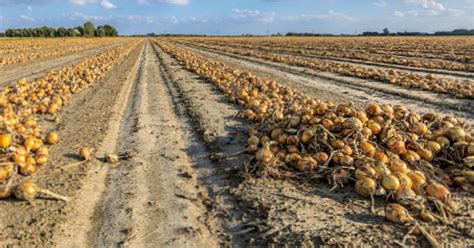 세계 수요 큰 변수네덜란드 양파가격 널뛰기 반복