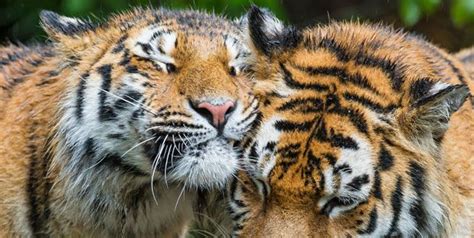 Big Cats That Look Like Tigers
