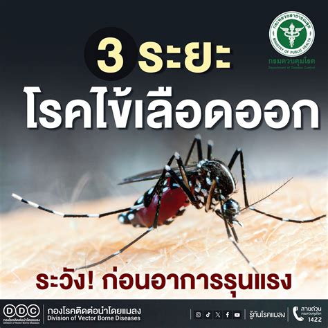 🩸 ไข้เลือดออก อันตรายถึงชีวิต รู้ทัน 3 ระยะของโรคไข้เลือดออก จากไข้สูง → ภาวะช็อก → ฟื้นตัว