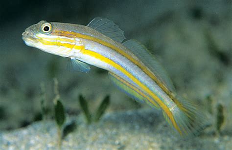 Beautiful New Sand Sifting Goby Described From Coral Triangle