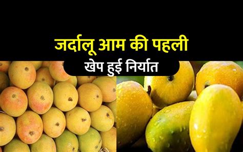 जर्दालू आम की पहली खेप का यूनाइटेड किंगडम किया गया निर्यात First
