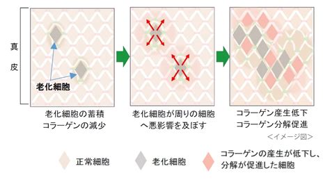 メドウスイート｜ノエビアの植物研究｜株式会社 ノエビア