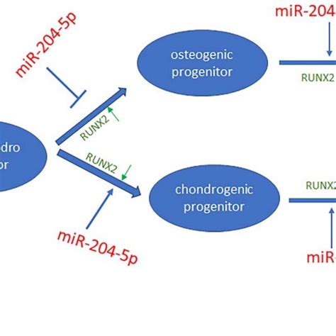 Mechanism Of Action Of MiR 204 5p During The Commitment And The
