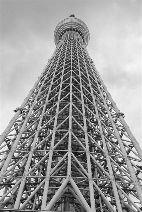 Arbre Du Ciel De Tokyo Photo Gratuite Sur Pixabay Pixabay