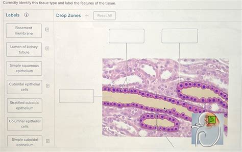 Solved Correctly Identify This Tissue Type And Label The