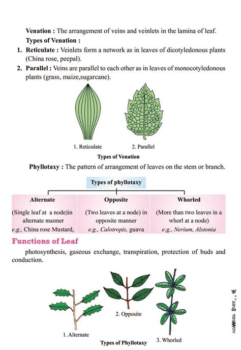 Morphology Of Flowering Plants Notes For Class 11 Biology Pdf Oneedu24