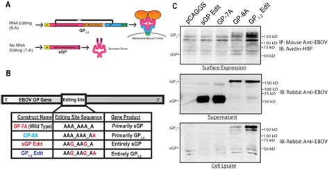Diagram Of Ebov Rna Editing And Construction Of Ebov Gp Mutants A
