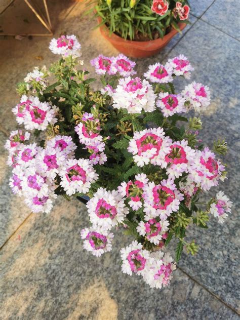 四季开花的植物，阳台养一盆就变”小花园“，花期“超长待机”东方养生频道东方养生