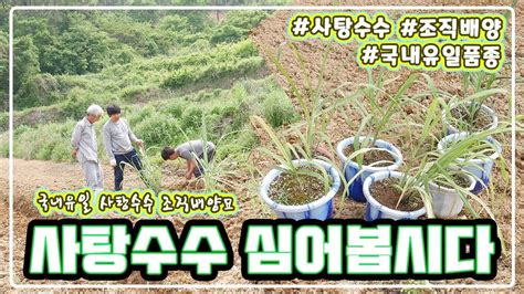 사탕수수 농장사탕수수 심어봅시다조직배양사탕수수 재배법국내유일품종 비트로플렉스 Youtube