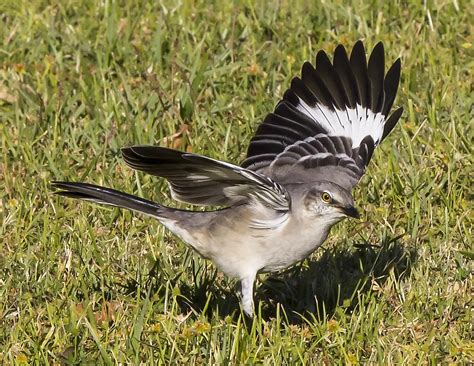 Southern Mockingbird Flying