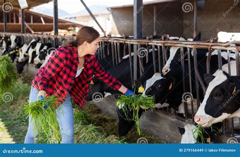 Hardworking Young Girl On A Livestock Farm Feeds The Cows Freshly Cut